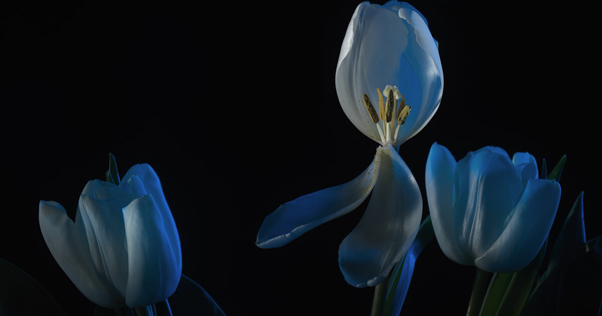 How to: photographing flowers | broncolor