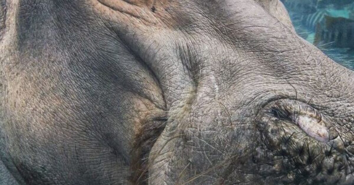 The Hippo – Project “Endangered animals” | broncolor